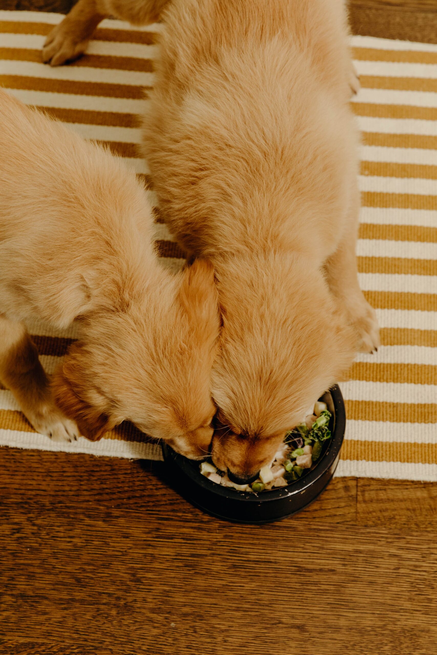 5 Beneficial Fresh Ingredients In Maev’s Human-Grade Raw Food